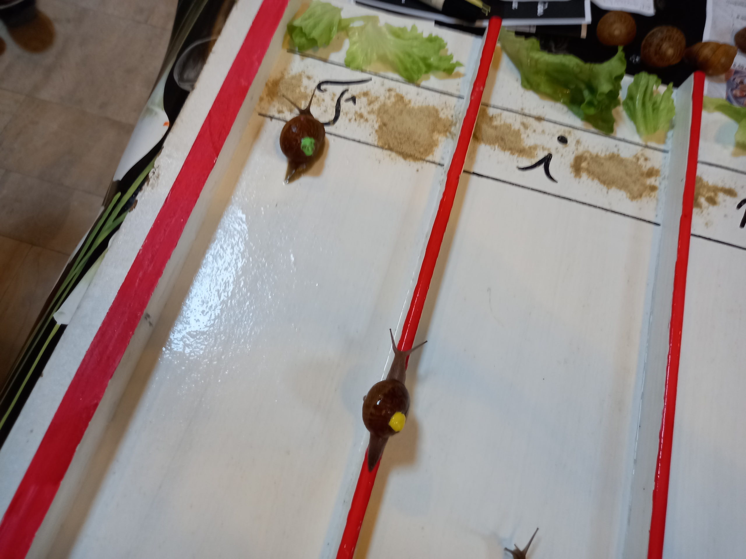 Insolite : une course d'escargots au Castel - ASMJ