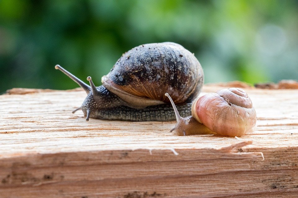 Insolite : une course d'escargots au Castel - ASMJ